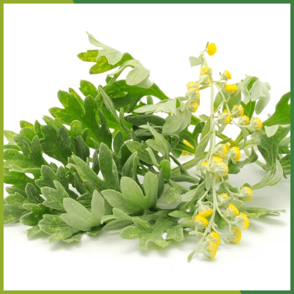 Pelynas kapsulėmis, 0€ siuntimas | Biofitus